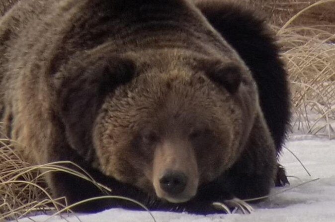 Private Wolf and Bear Watching in Yellowstone - Practical Details and Logistics