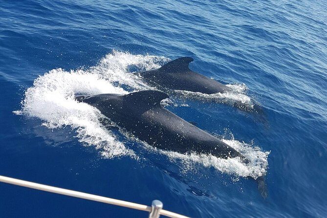 Private Yacht Tour With Whale and Dolphin Watching 33 Foot Boat - An In-Depth Look at the Experience