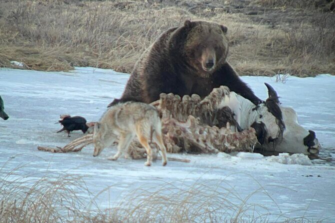 Private Yellowstone Winter Wildlife Safari Guided Tour - FAQ