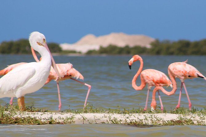 Private Yucatan Discovery Tour - Exploring the Yucatan in Four Days