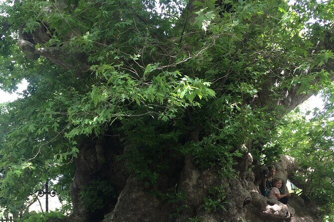 PRIVATE-Zeus Birthplace-Traditional Villages-Olive Oil Factory - FAQ  