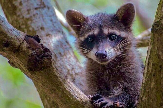 Progreso, Isla Columpios and El Corchito from Merida - What to Expect from the Itinerary