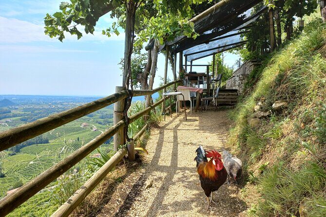 Prosecco Hills Day Trip from Venice & Treviso: 2 Wineries - Final Thoughts: Who Will Love This Tour?