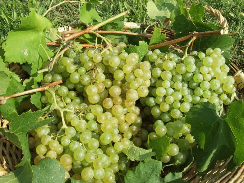 Prosecco Tasting in Countryside Winery - A More Detailed Look at the Prosecco Countryside Winery Tour  