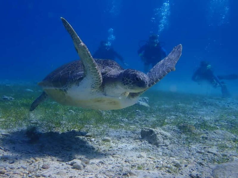 Protaras: Cape Grecko Single Dive for Qualified Divers - Key Points