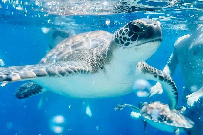 Protaras: Harmony | Luxury boat, water slide, Value Adventure - Who Is This Tour Perfect For?