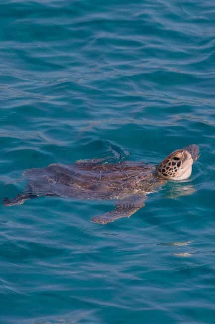 Protaras: Turtle Cove & Blue Lagoon Sunset Cruise - The Highlights That Make It Worthwhile