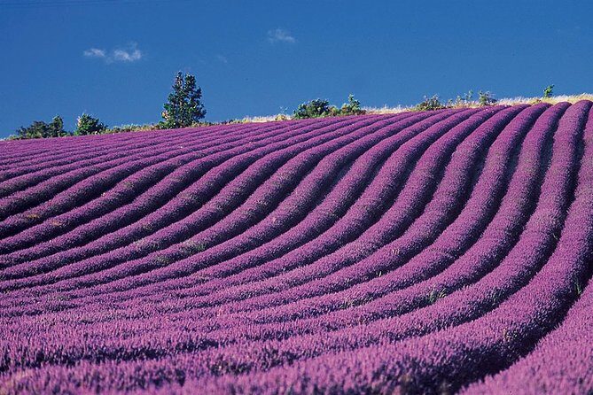 Provence and Lavender - private & Guided Full Day Tour - Stop 3: Moustiers Sainte-Marie