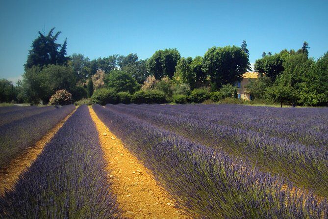Provence Lavender Fields Tour from Aix-en-Provence - Practical Tips for Booking and Making the Most of the Tour