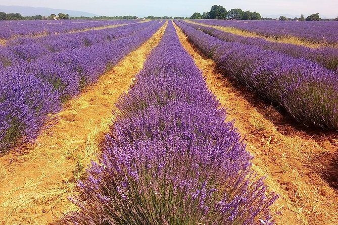 Provence Lavender Full Day Tour from Avignon - Authentic Experiences and Insights from Travelers