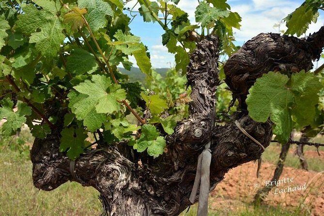 Provence Private Full Day Wine Tour with Wine Tasting - The Sum Up