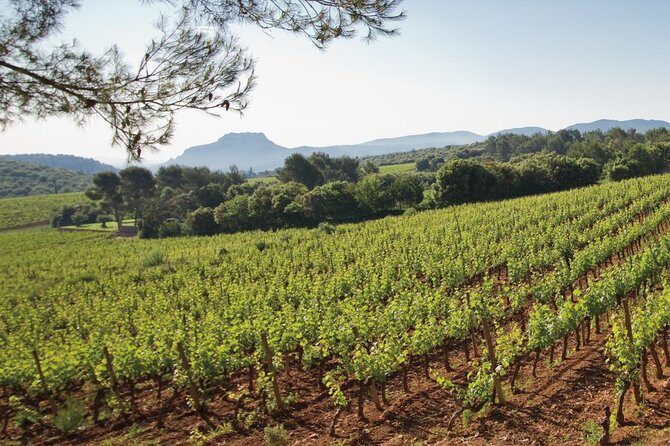 Provence Wine Tour - Private Day Tour from Nice - The Sum Up