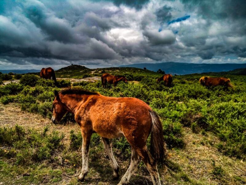 Prozelo: Buggy Tour - Exploring the Prozelo Buggy Tour: What to Expect