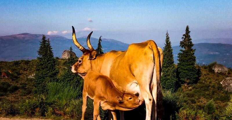 Prozelo: Buggy Tour - Final Thoughts