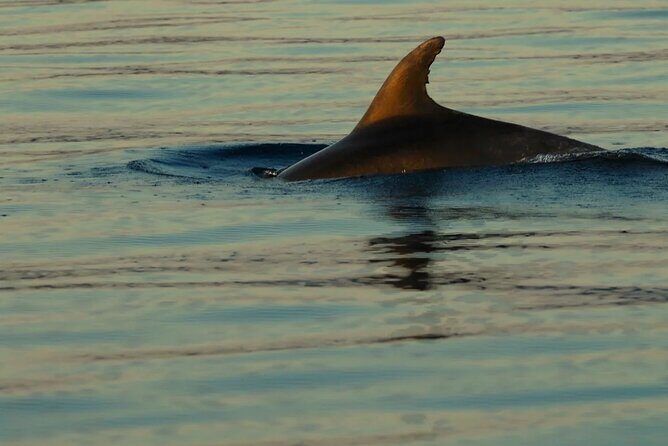 PUBLIC 5h Plavnik Island swimming & snorkeling Half-day Boat trip - Practical Considerations