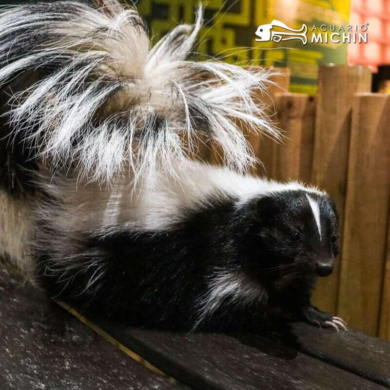 Puebla: Ticket to Aquarium Michin - Who Is This Tour Best For?