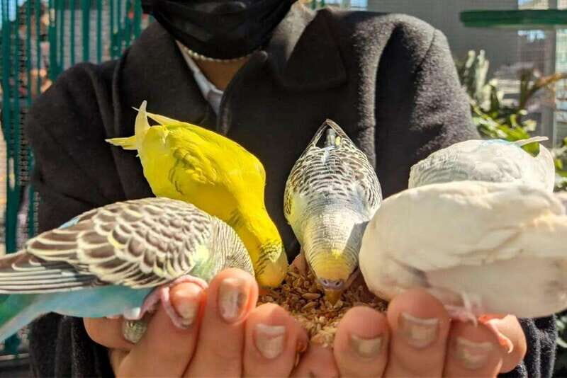 Puebla: Ticket to Aquarium Michin - The Sum Up