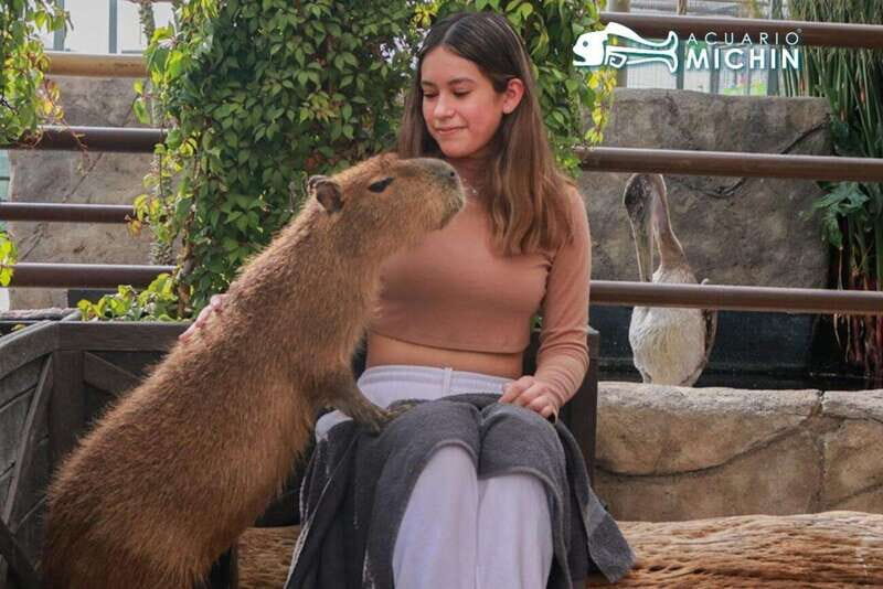 Puebla: Ticket to Aquarium Michin - FAQ