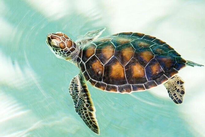 Puerto Angel Exotic Animal Wildlife Experience - Key Points