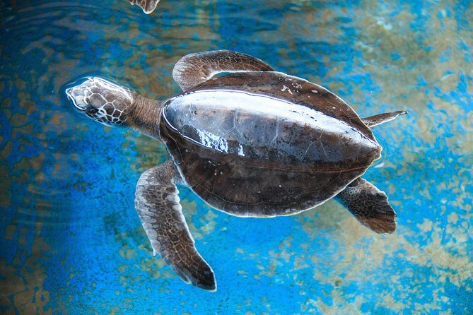 Puerto Angel Exotic Animal Wildlife Experience - Why This Tour Offers Real Value 