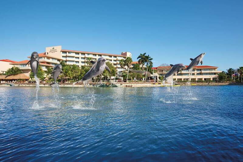 Puerto Aventuras: Amazing Dolphin Encounter with Lunch - Puerto Aventuras: Amazing Dolphin Encounter with Lunch