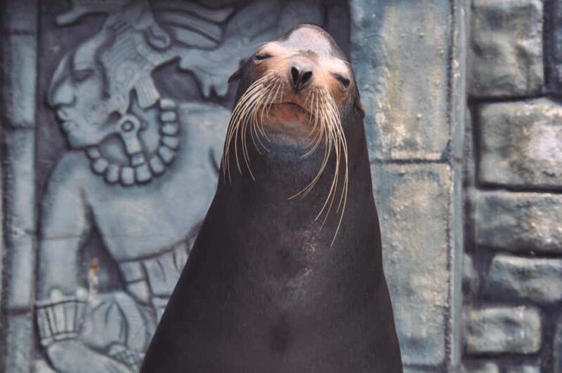 Puerto Aventuras: Dolphins, Manatee & Sea Lion interaction - Final Thoughts