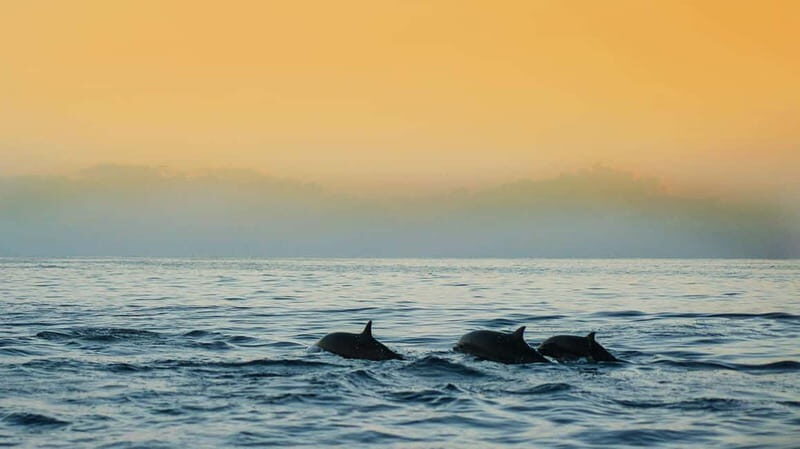 Puerto Banús: Floky Boat Cruise with Snorkeling & Paddle SUP - FAQ