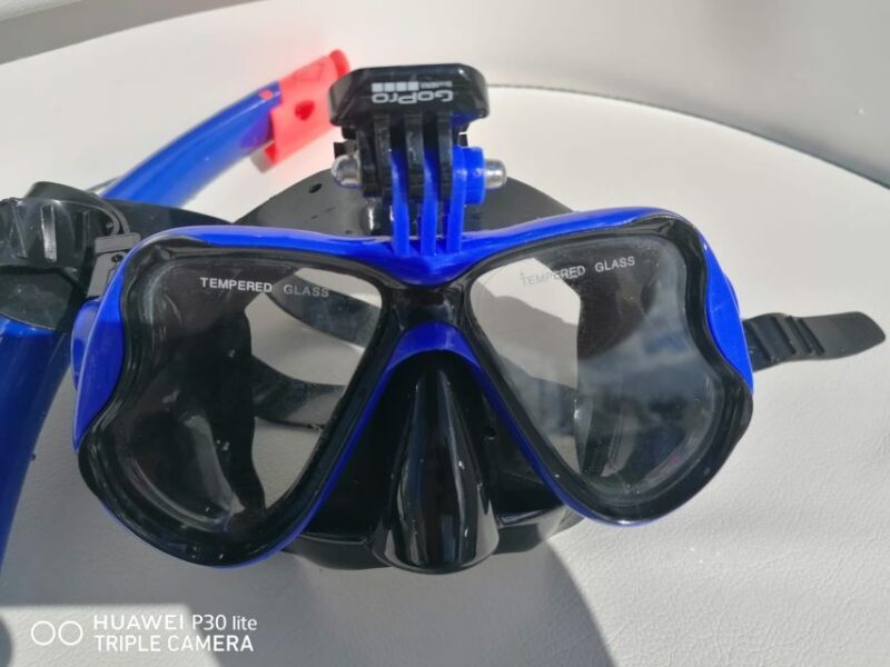 Puerto Colon: Dolphin and Whale Watching Speedboat Cruise - FAQ