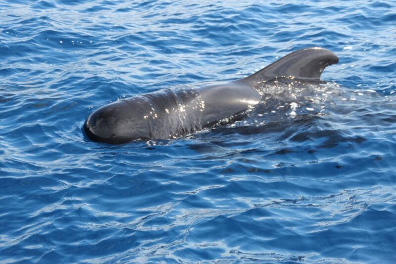 Puerto Colon : Whale & Dolphins Sailing Excursion - An In-Depth Look at the Tour Experience