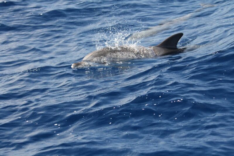 Puerto Colon : Whale & Dolphins Sailing Excursion - Final Thoughts