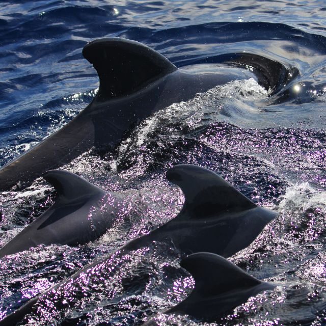 Puerto Colon : Whale & Dolphins Sailing Excursion - FAQ