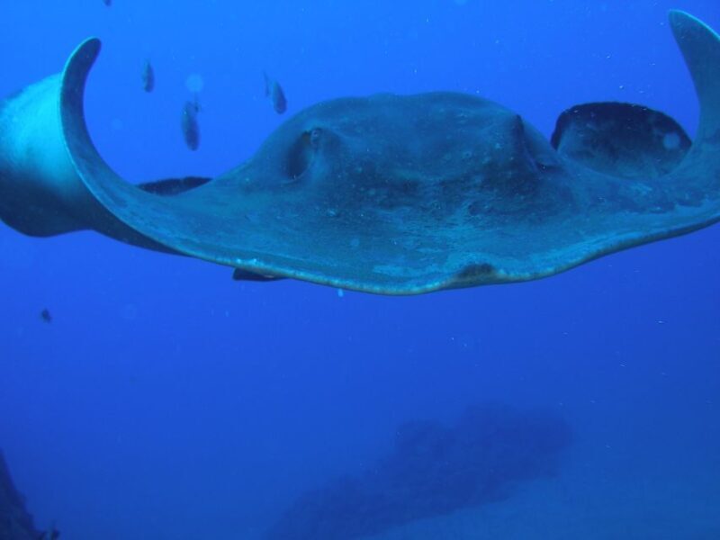 Puerto de la Cruz: Submarine Trip and Beach Stop in Tenerife - Practical Details and Transport