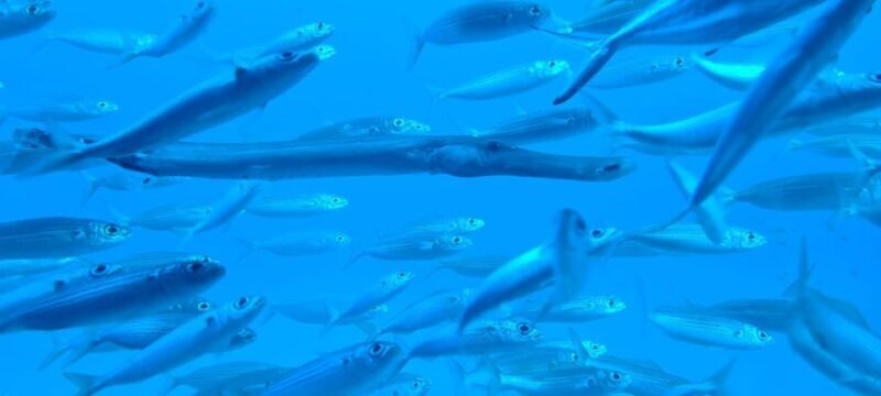 Puerto de la Cruz: Submarine Trip and Beach Stop in Tenerife - Authentic Insights from Reviews