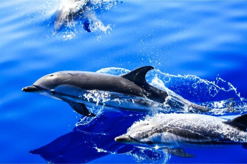 Puerto del Carmen: Dolphin-Watching Speedboat Tour with Swim - Final Thoughts
