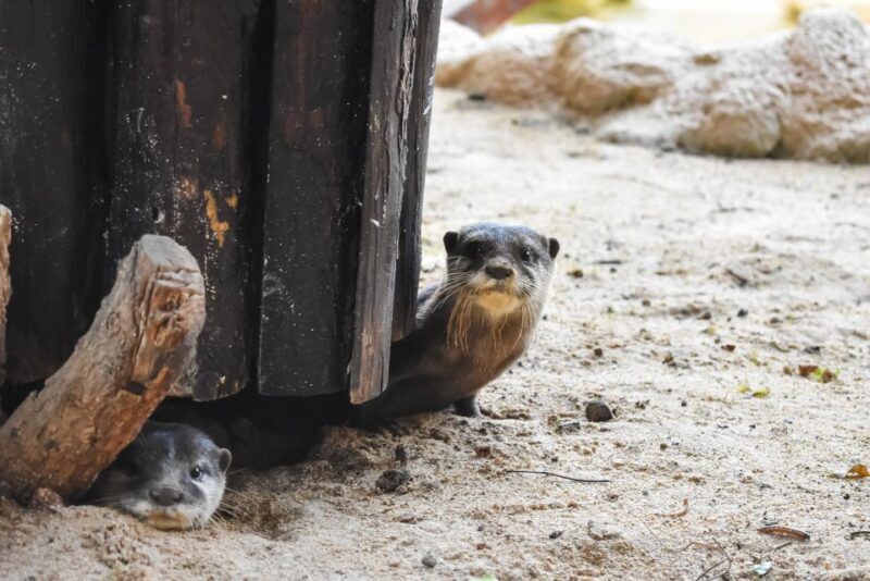 Puerto del Carmen: Rancho Texas Lanzarote Park Entry Ticket - A Detailed Look at Rancho Texas Lanzarote Park