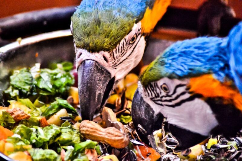 Puerto del Carmen: Rancho Texas Lanzarote Park Entry Ticket - FAQ