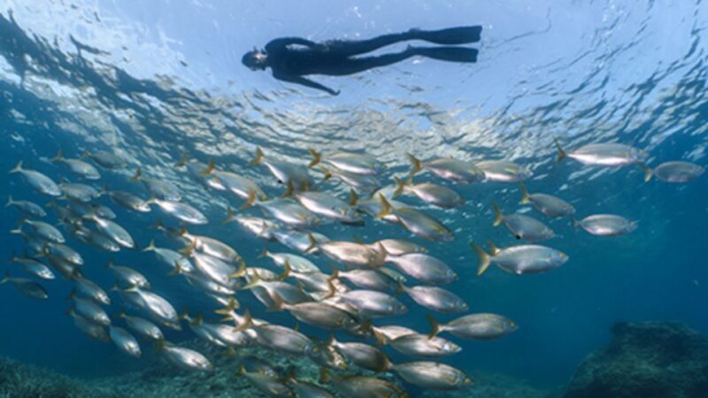 Puerto del Carmen: Snokel tour with an instructor - Who Should Consider This Tour