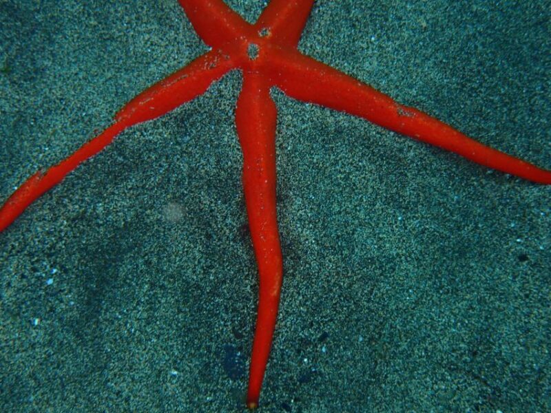 Puerto del Carmen: Snorkeling Trip with Dive Instructor - Authentic Experiences from Reviewers