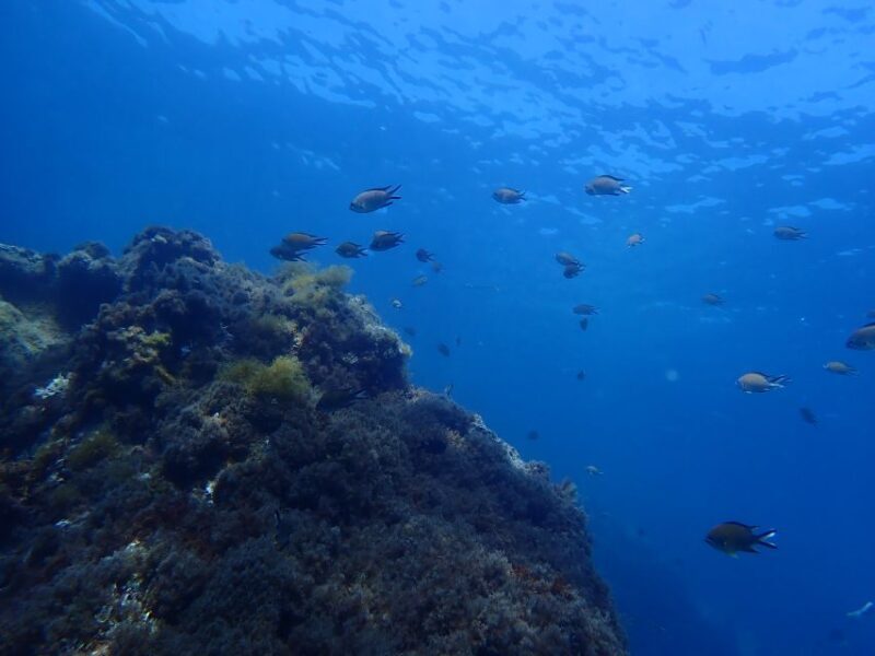 Puerto del Carmen: Snorkeling Trip with Dive Instructor - The Sum Up: Is It Worth It?