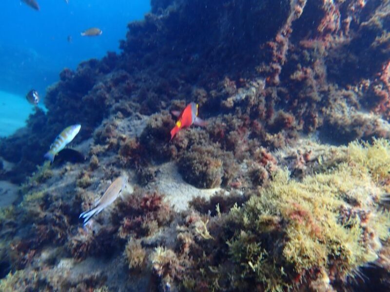 Puerto del Carmen: Snorkeling Trip with Dive Instructor - FAQ