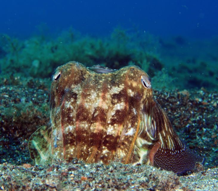 Puerto del Carmen: Try Scuba Diving for Beginners - The Value for Travelers