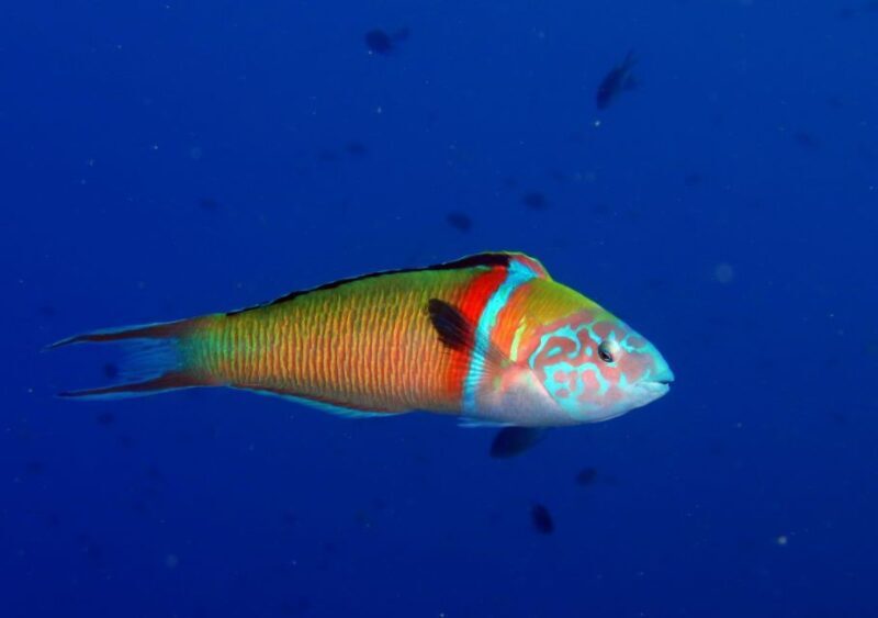 Puerto del Carmen: Try Scuba Diving for Beginners - Frequently Asked Questions