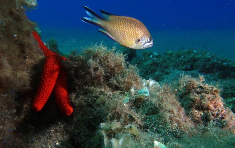 Puerto Del Carmen: Try Scuba Diving with 2 Dives and Photos - Pricing & Value