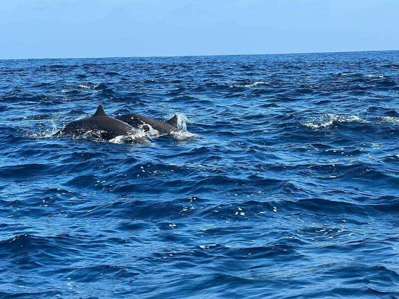 Puerto Escondido: Boat Tour to see Dolphins and Marine Life - Who Will Love This Tour?