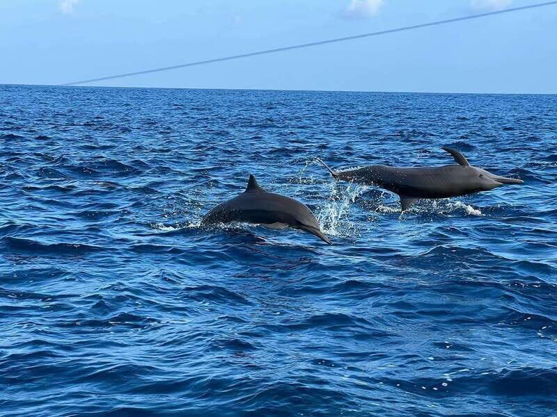 Puerto Escondido: Boat Tour to see Dolphins and Marine Life - Final Thoughts: Is It Worth It?