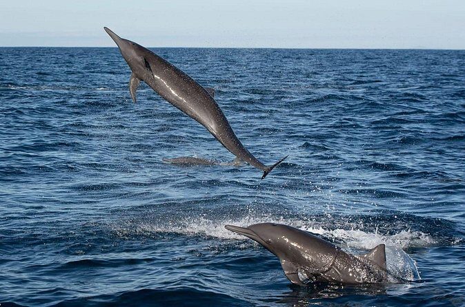 Puerto Escondido Dolphin and Whale Watching Adventure - Who Will Love This Tour?