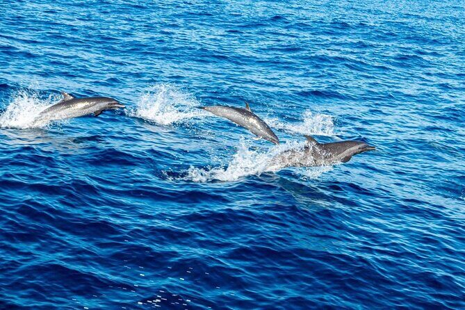 Puerto Escondido Dolphin and Whale Watching Adventure - Final Thoughts