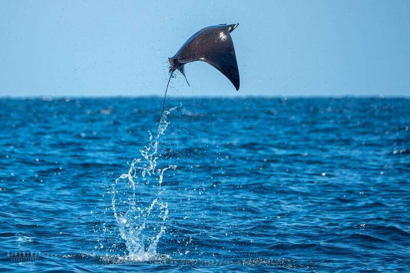 Puerto Escondido: Family Private Boat Tour - Key Points