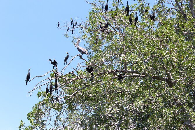 Puerto Escondido: Manialtepec Lagoon by Kayak - Booking, Availability, and Considerations