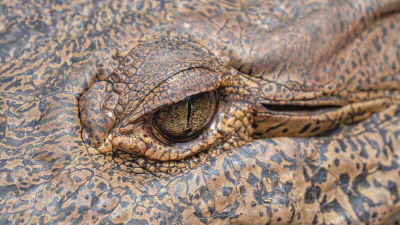 Puerto Escondido: Oaxaca Coast Wildlife Ecotour - FAQ: Your Practical Questions Answered